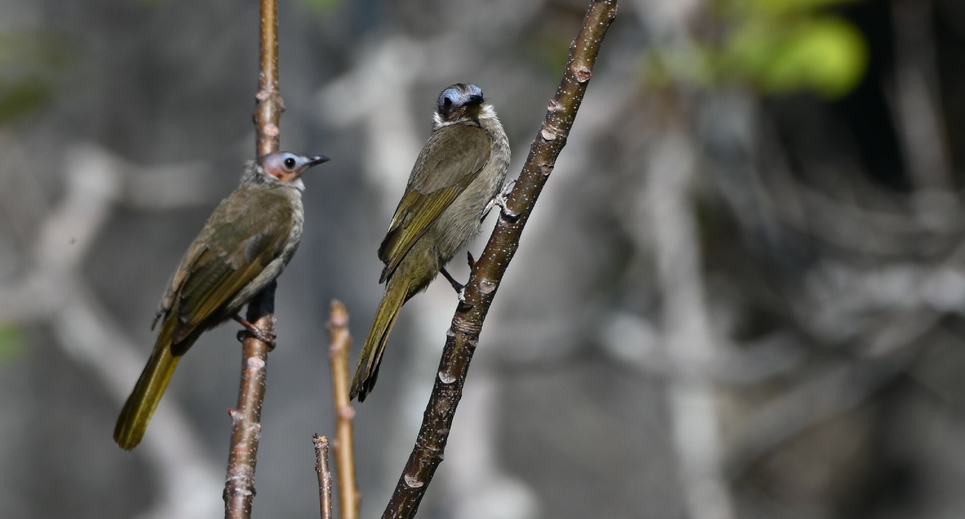 Pycnonotus hualon I.A.Woxvold, J.W.Duckworth & R.J.Timmins, 2009
