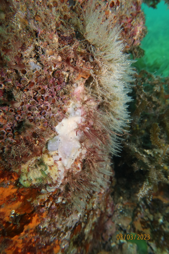 Hydrozoans from St Vincent St, Gulfview Heights SA 5096, Australia on ...