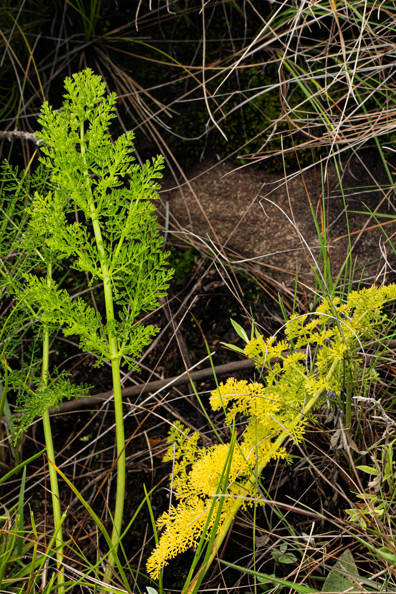 Afrosciadium rhodesicum (Cannon) P.J.D.Winter