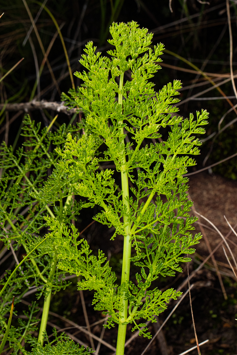 Afrosciadium rhodesicum (Cannon) P.J.D.Winter