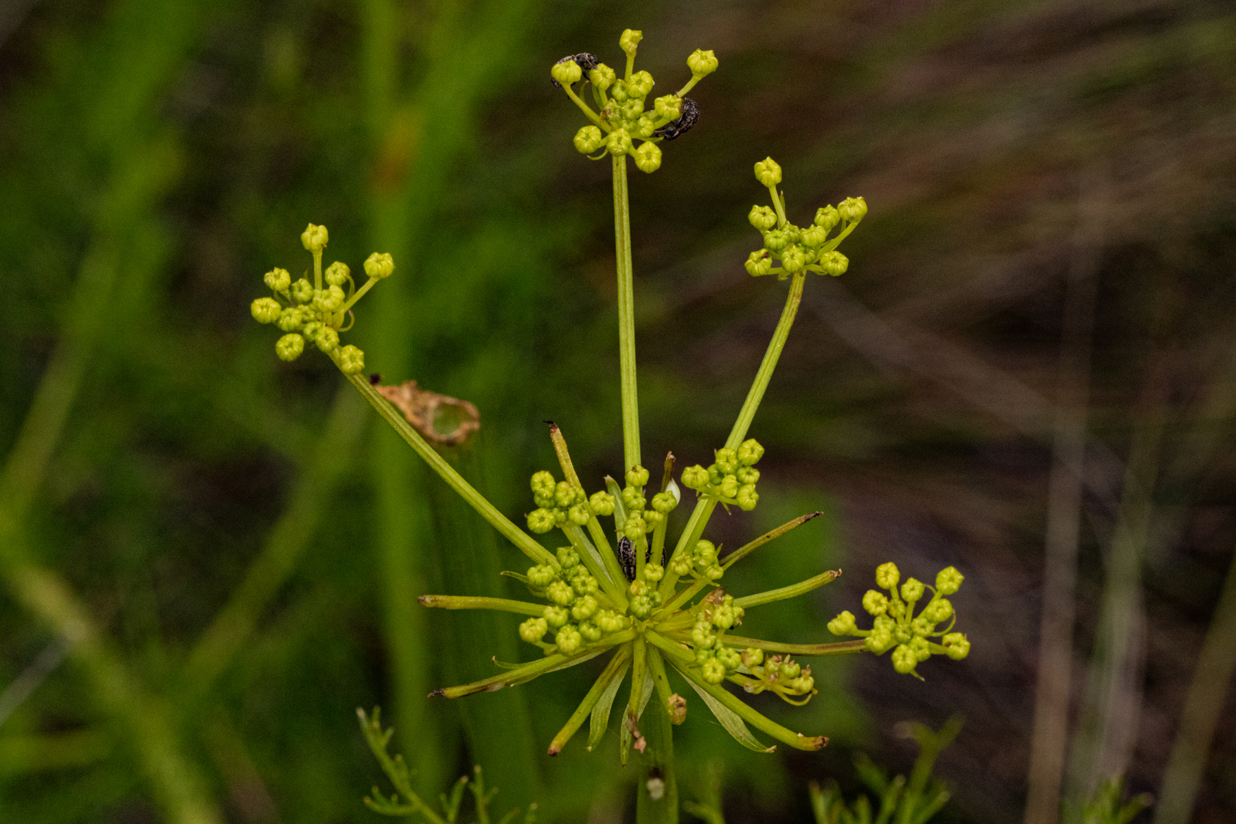 Afrosciadium rhodesicum (Cannon) P.J.D.Winter