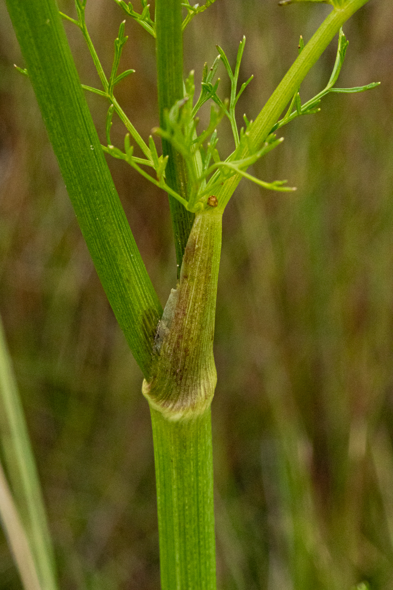 Afrosciadium rhodesicum (Cannon) P.J.D.Winter
