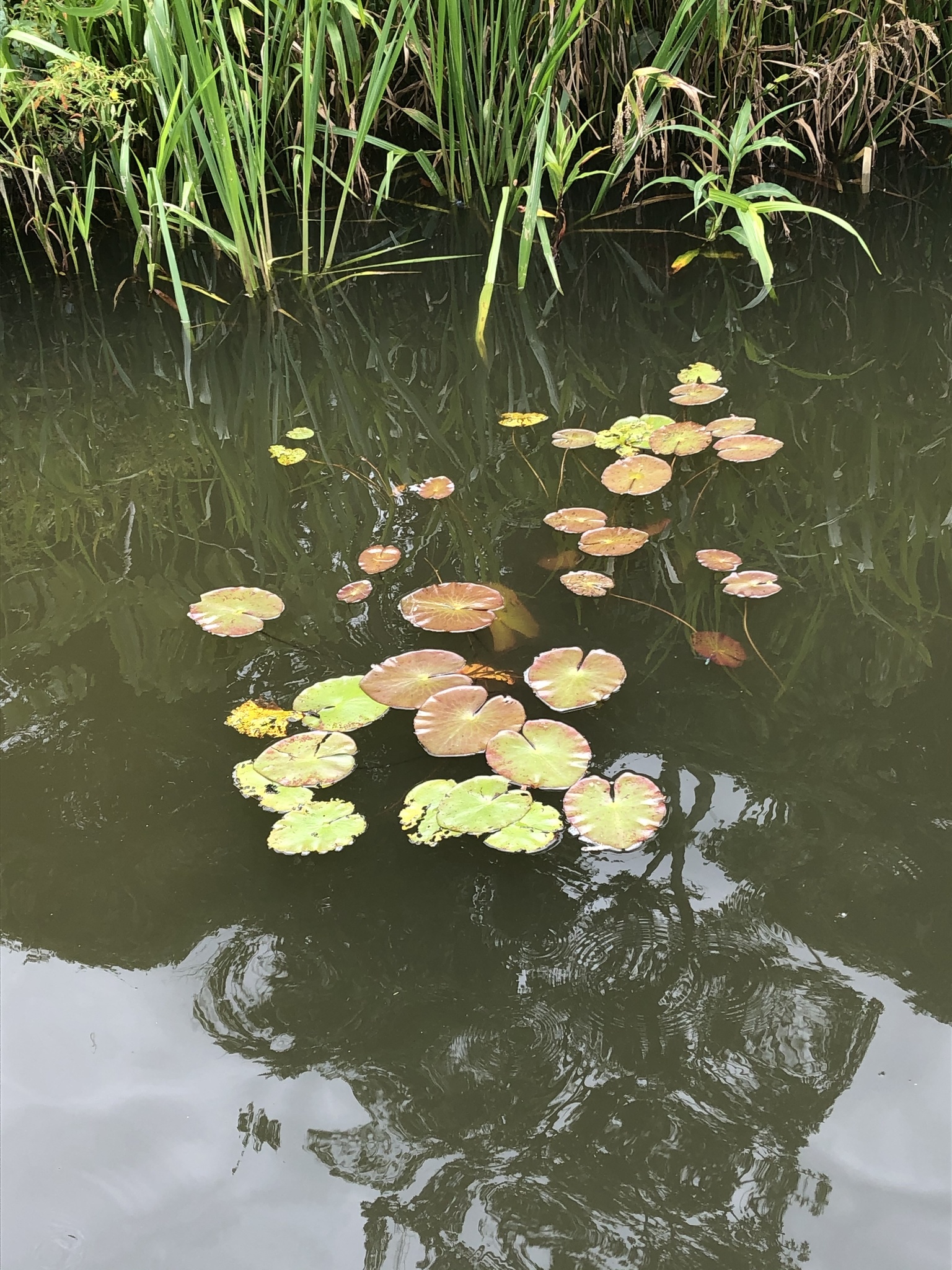 Nymphaea amazonum Mart. & Zucc.