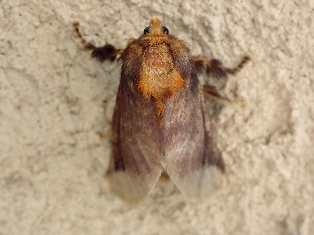 Painted Cup Moth from Southwest TAS 7139, Australia on March 3, 2023 at ...