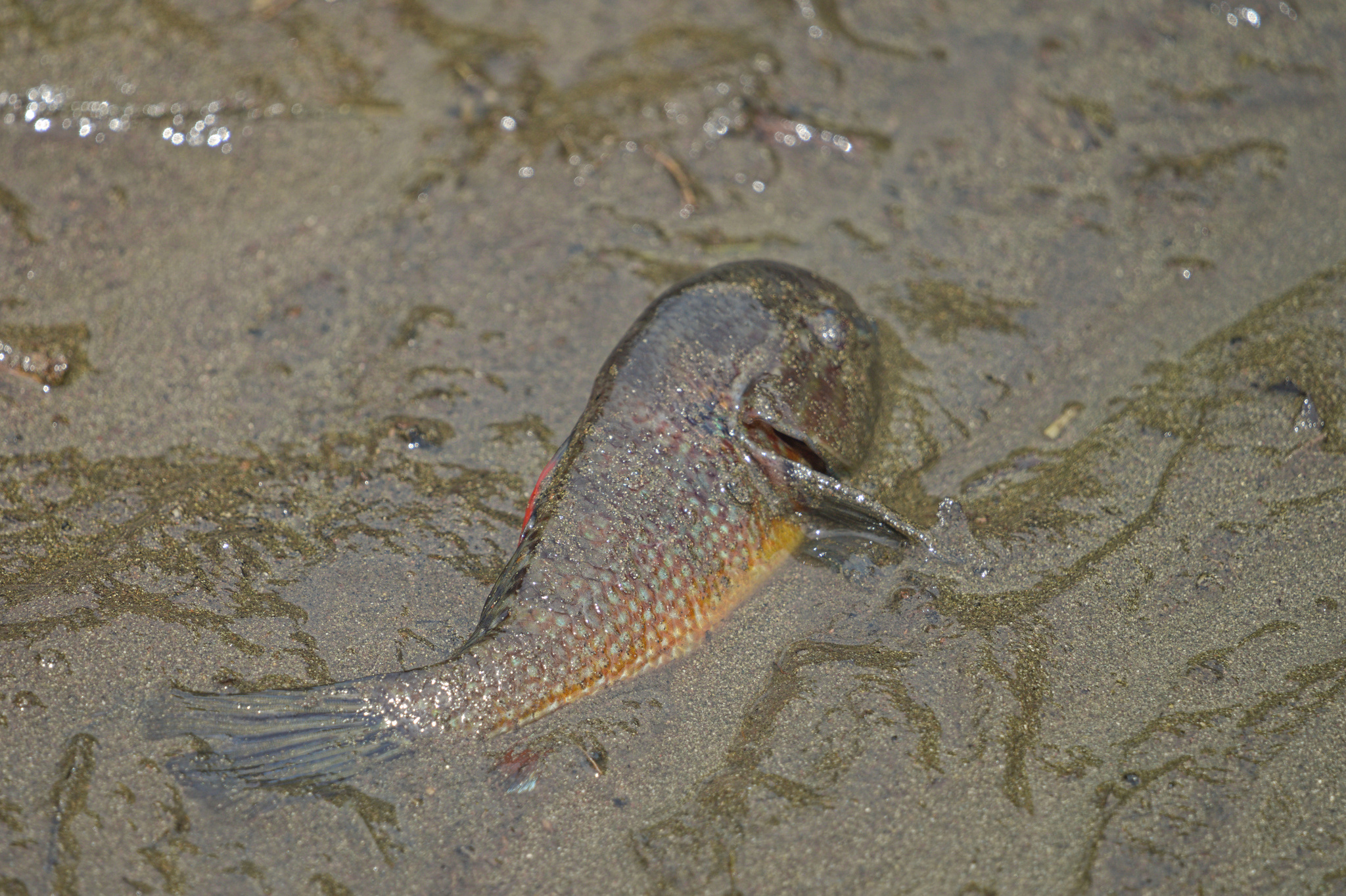 Dormitator latifrons (Richardson, 1844)