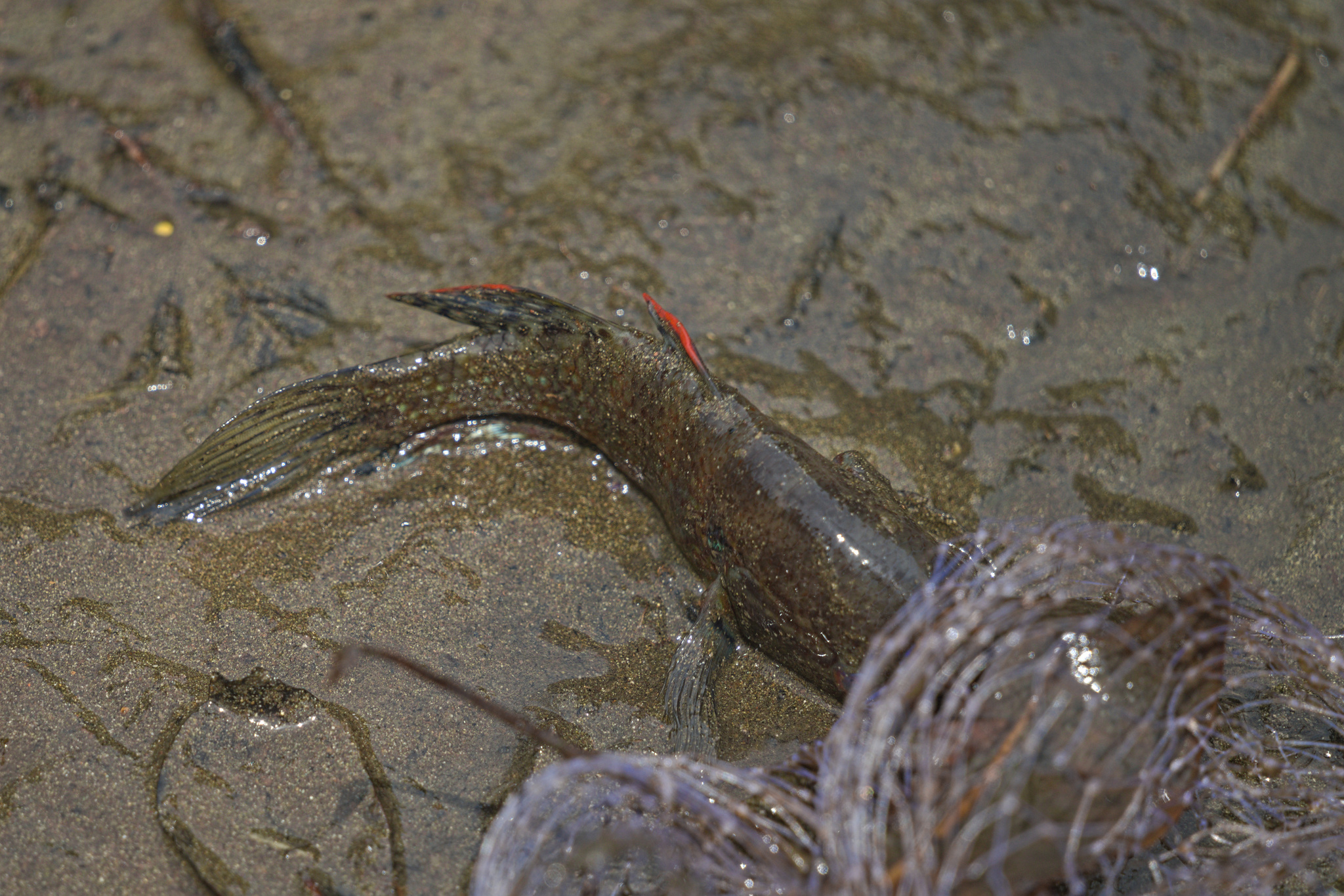 Dormitator latifrons (Richardson, 1844)