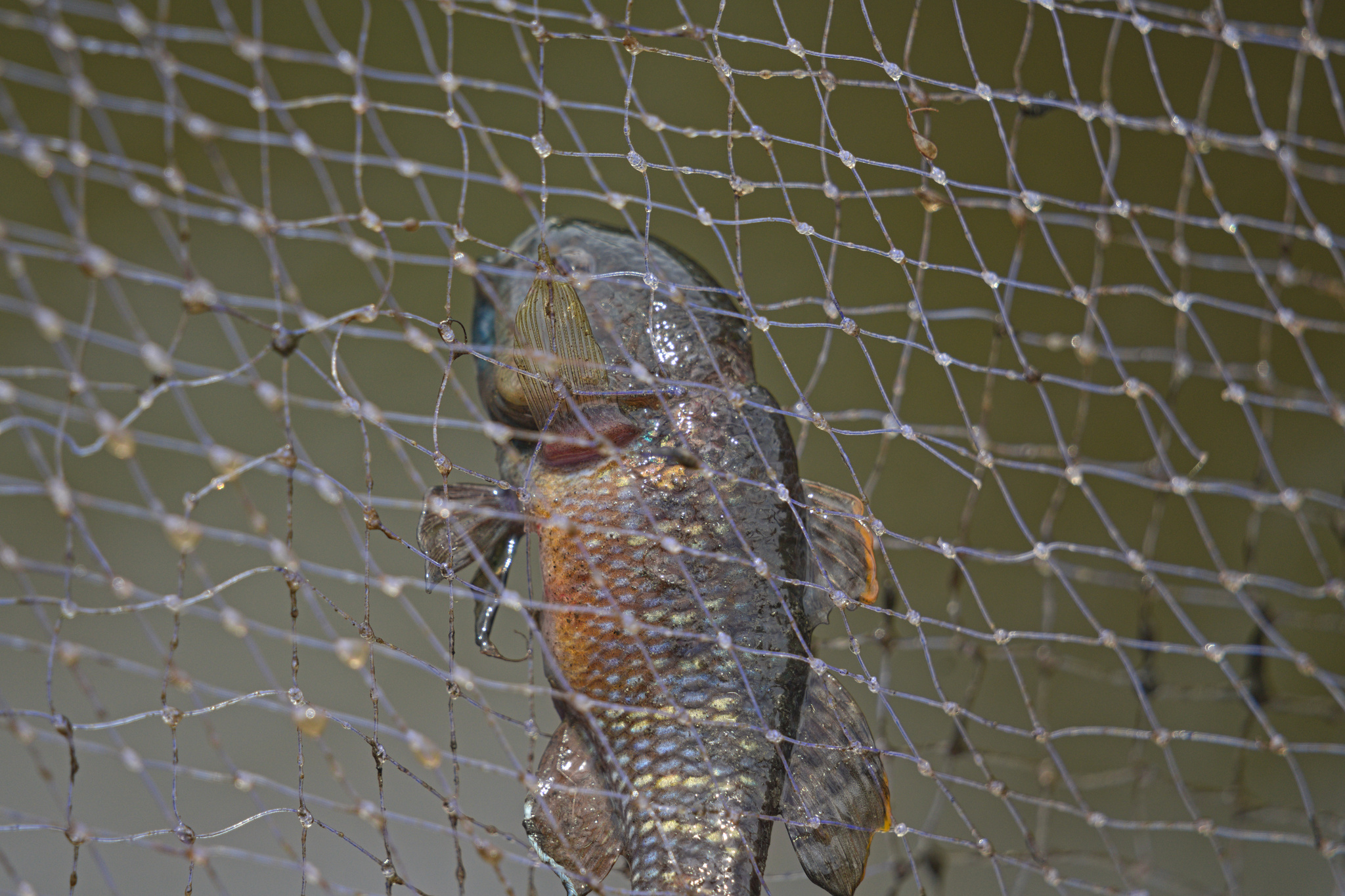 Dormitator latifrons (Richardson, 1844)