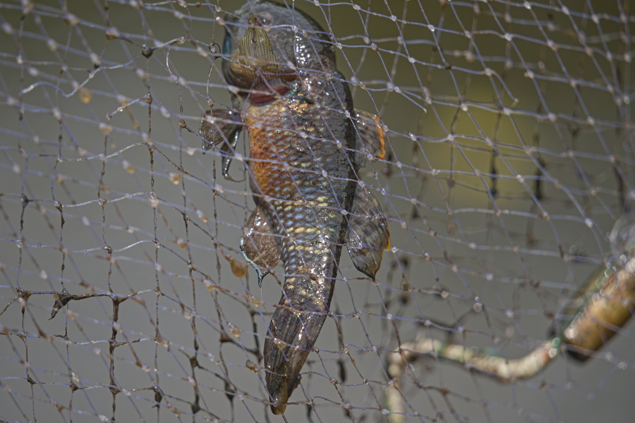 Dormitator latifrons (Richardson, 1844)