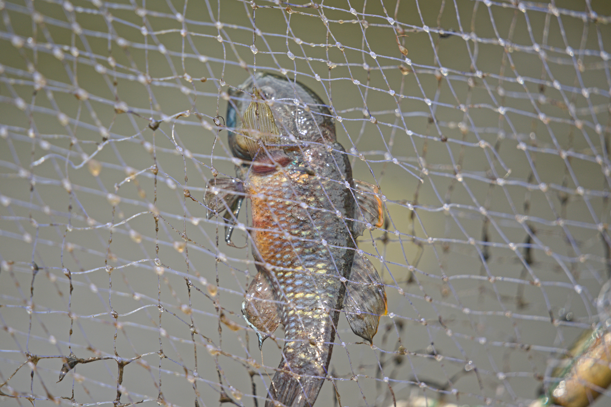 Dormitator latifrons (Richardson, 1844)