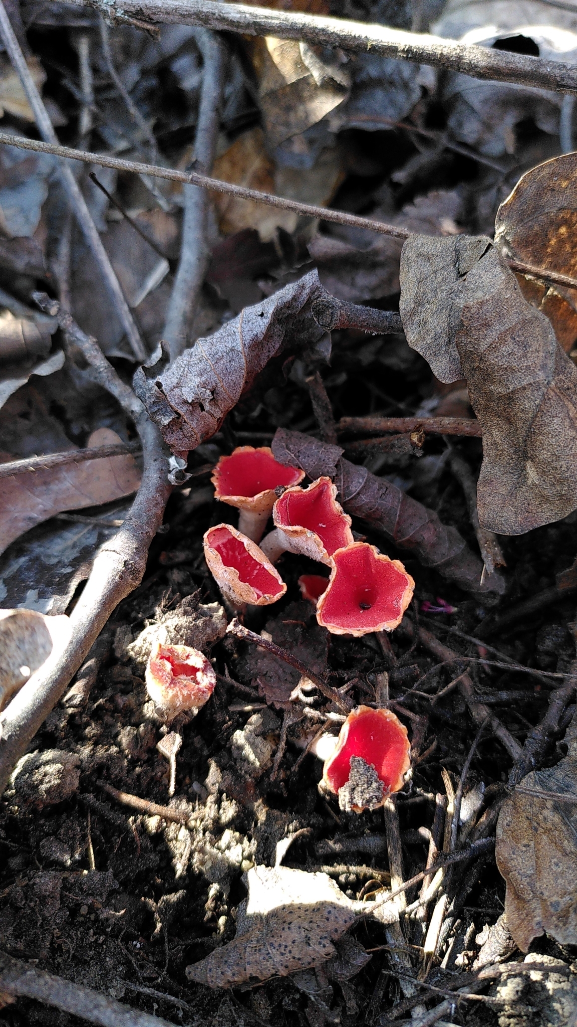 Microstoma protractum (Fr.) Kanouse
