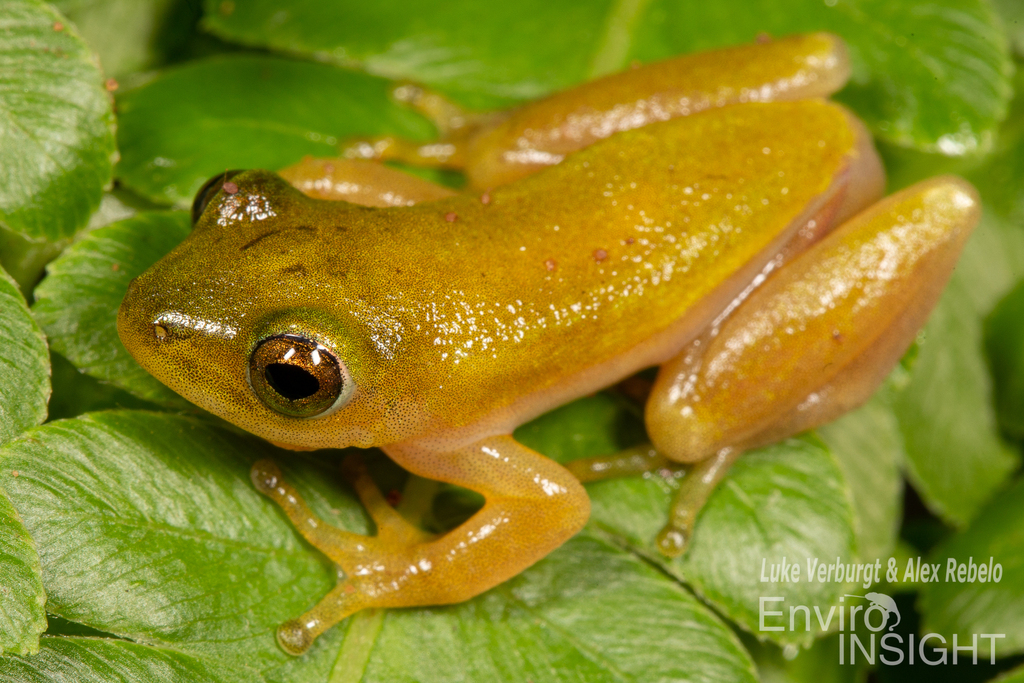 Pickersgill's Reed Frog from Mtunzini, South Africa on February 6, 2023 ...