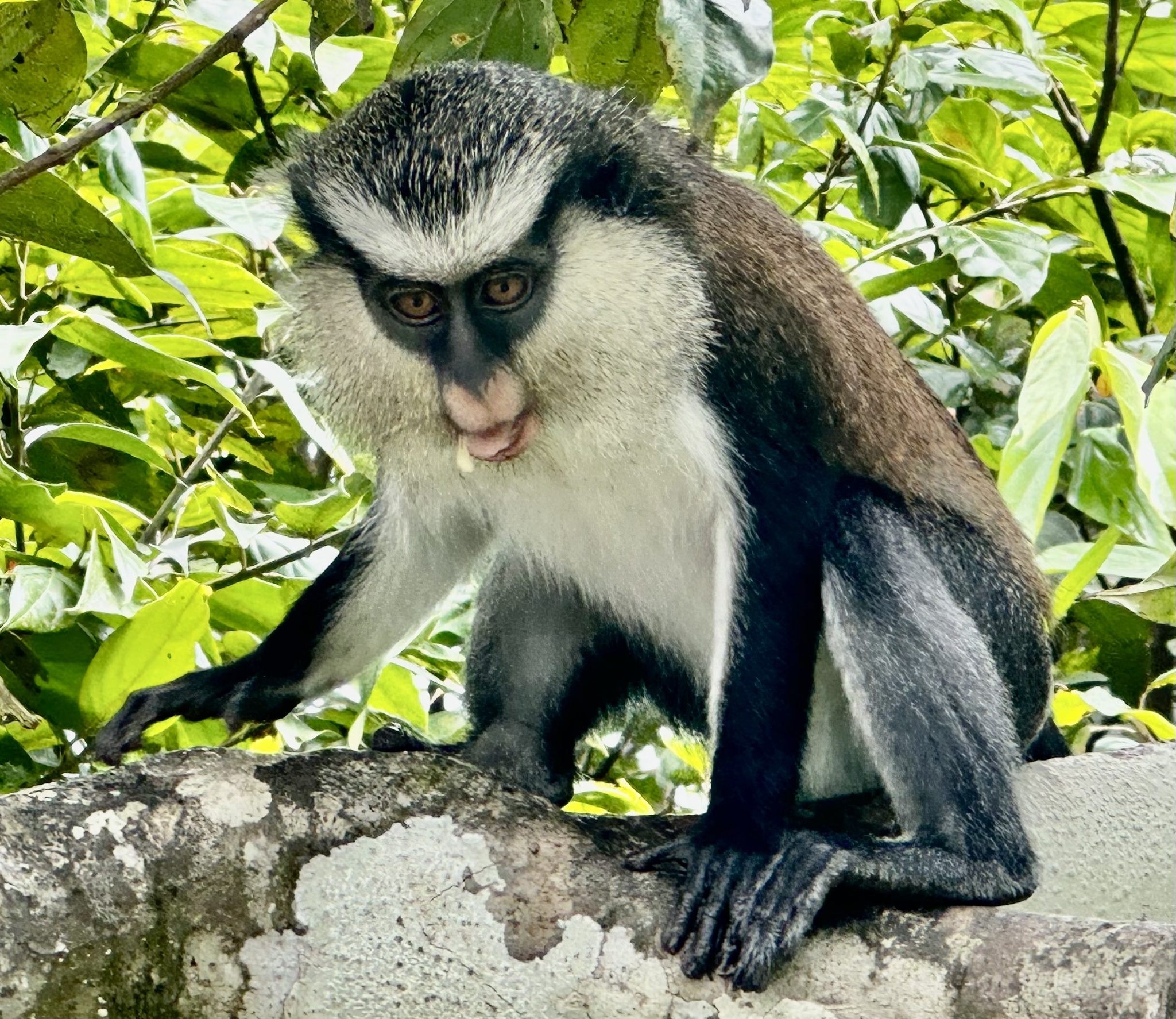 Cercopithecus mona (Schreber, 1775)