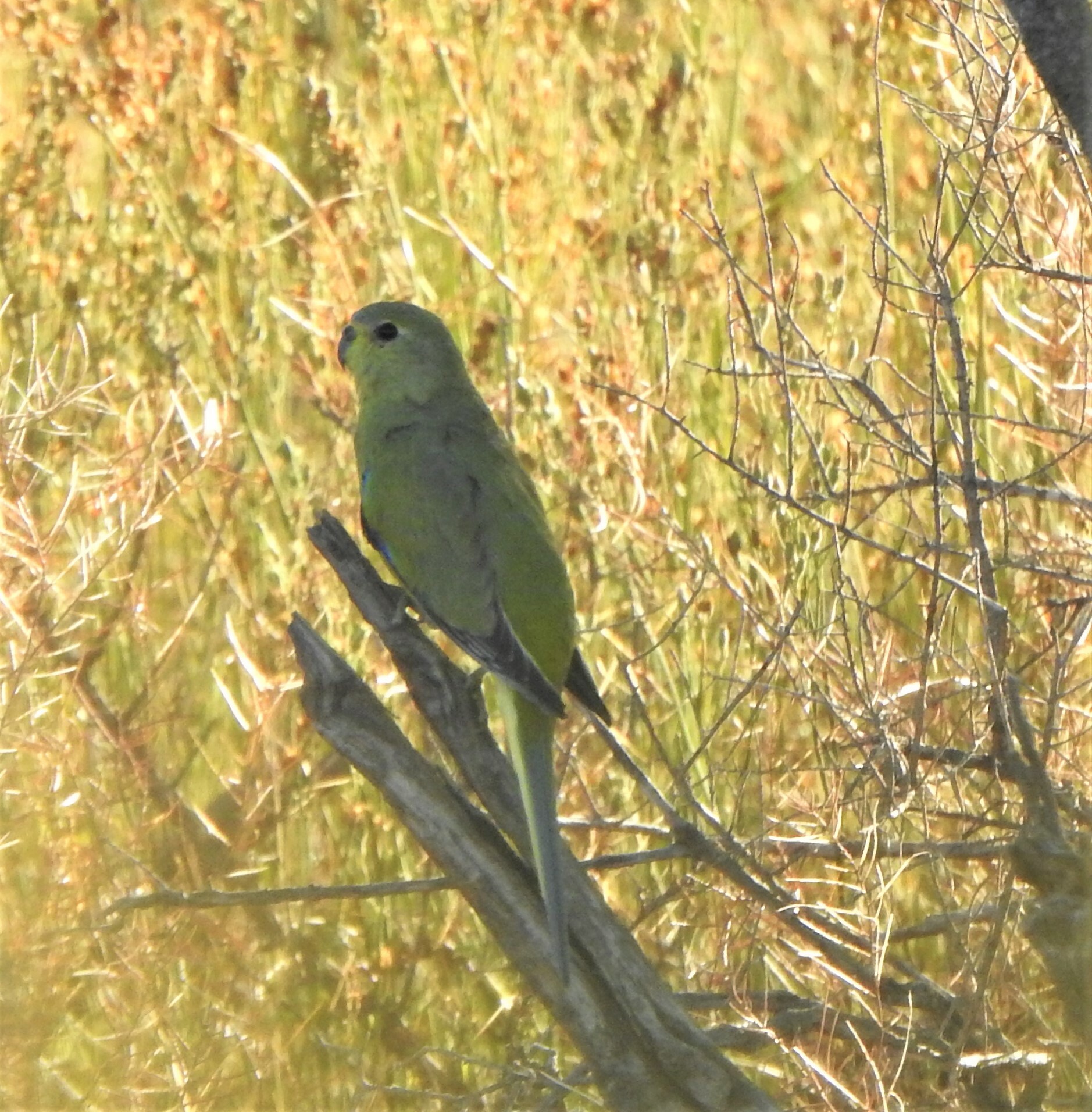 Neophema elegans (Gould, 1837)