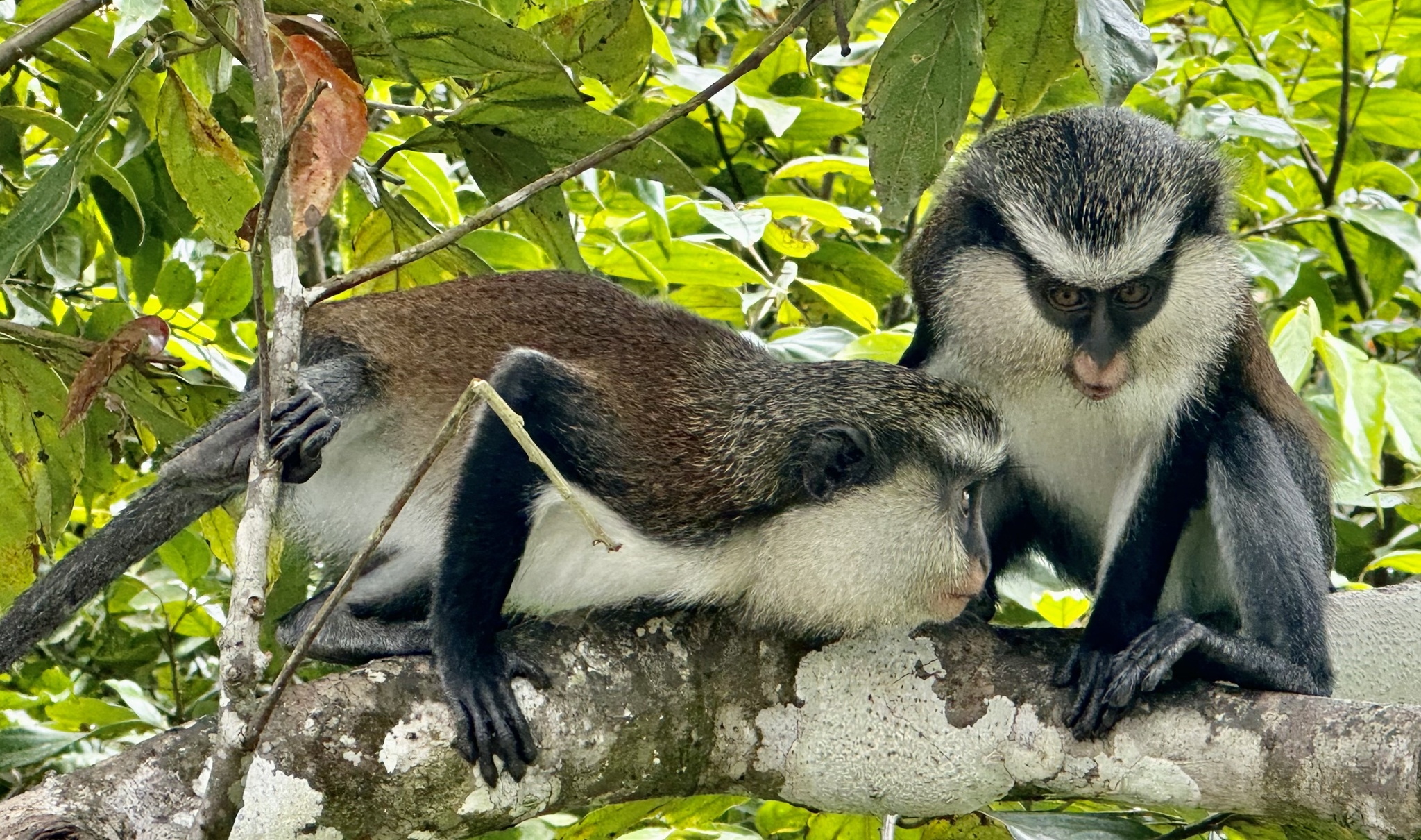 Cercopithecus mona (Schreber, 1775)