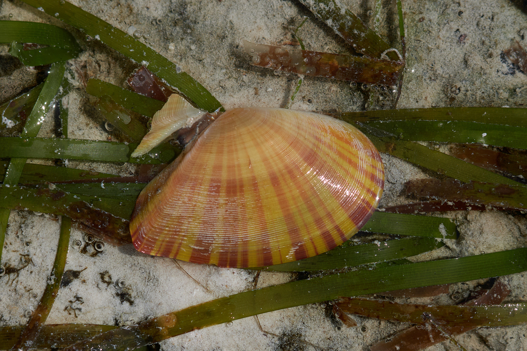 Tellinella cruciata from Michamvi, Танзания on February 18, 2023 at 10: ...