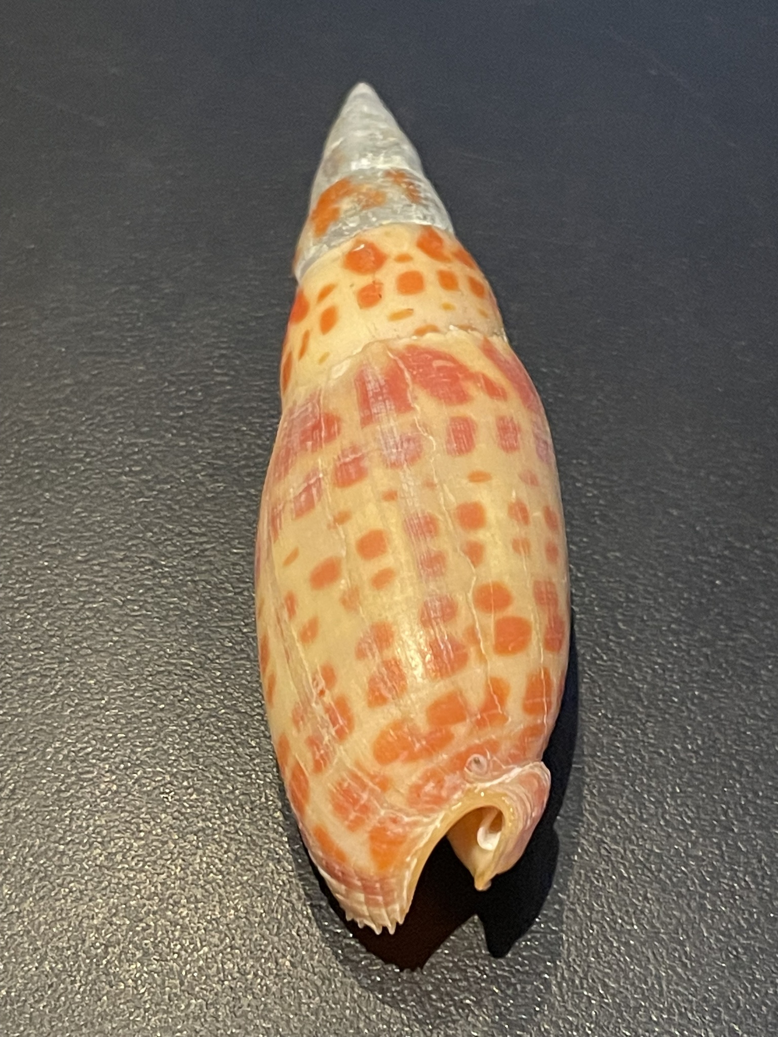 Mitra mitra (Linnaeus, 1758)