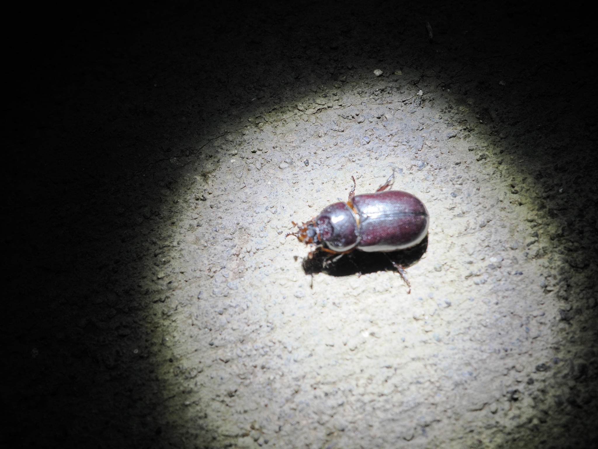 Oryctes rhinoceros (Linnaeus, 1758)