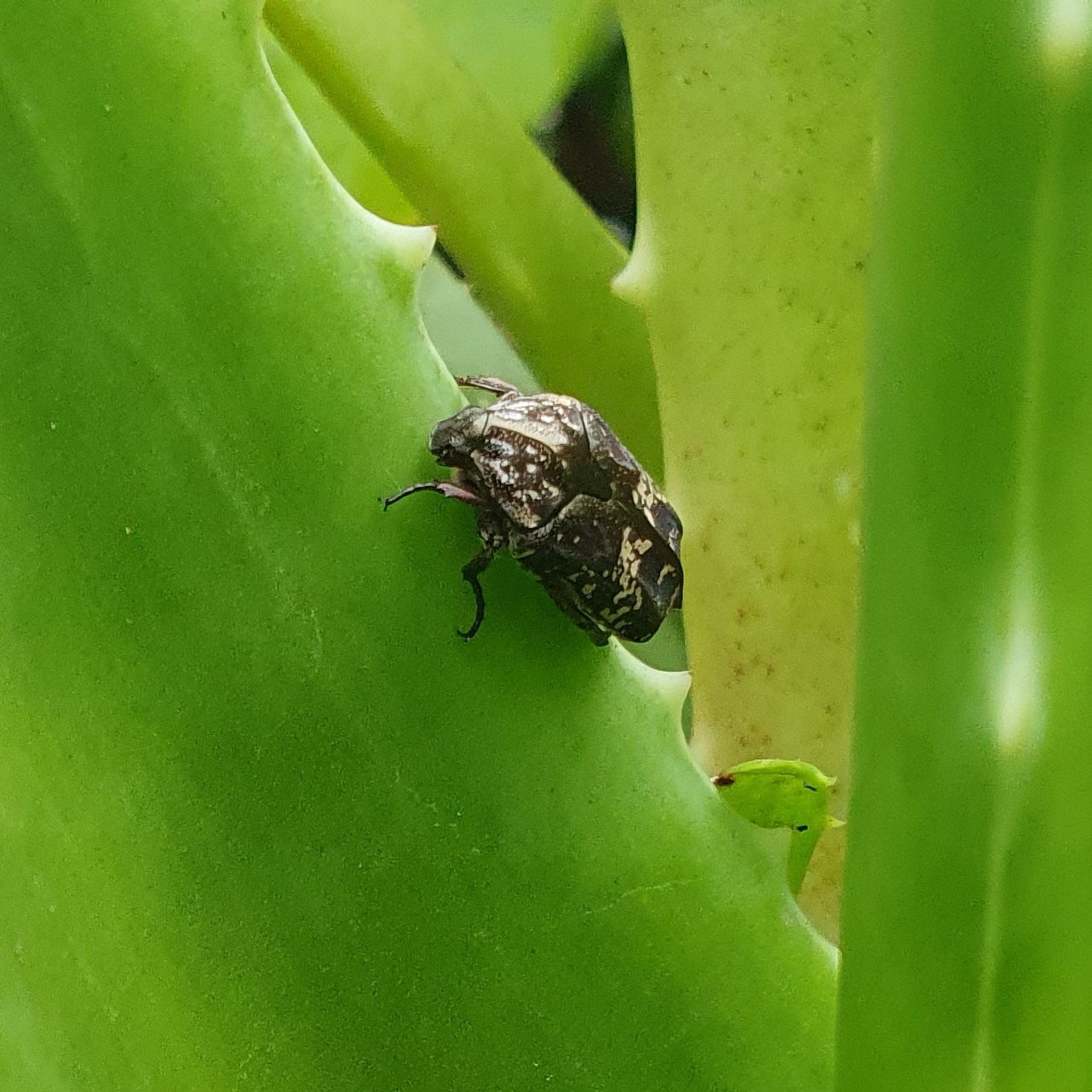 Protaetia acuminata (Fabricius, 1775)