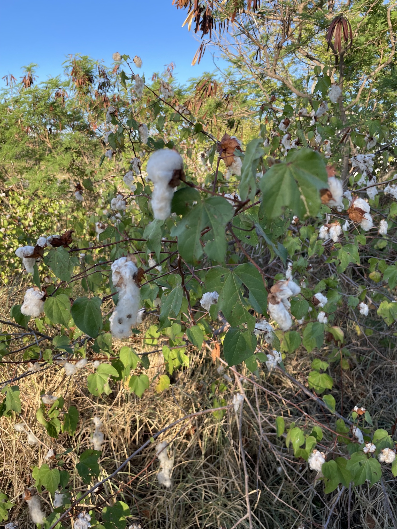 Gossypium hirsutum L.