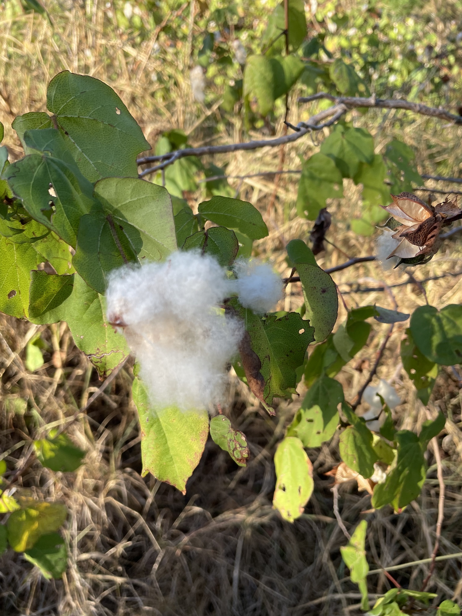 Gossypium hirsutum L.