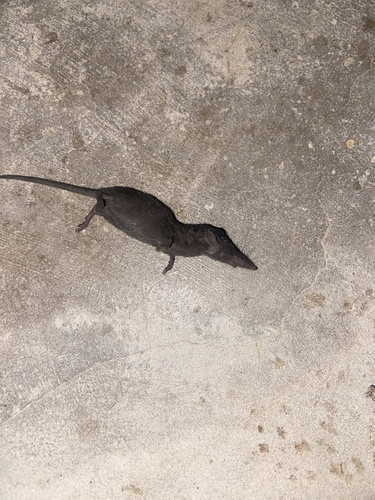 Crocidura hispida · iNaturalist Chile