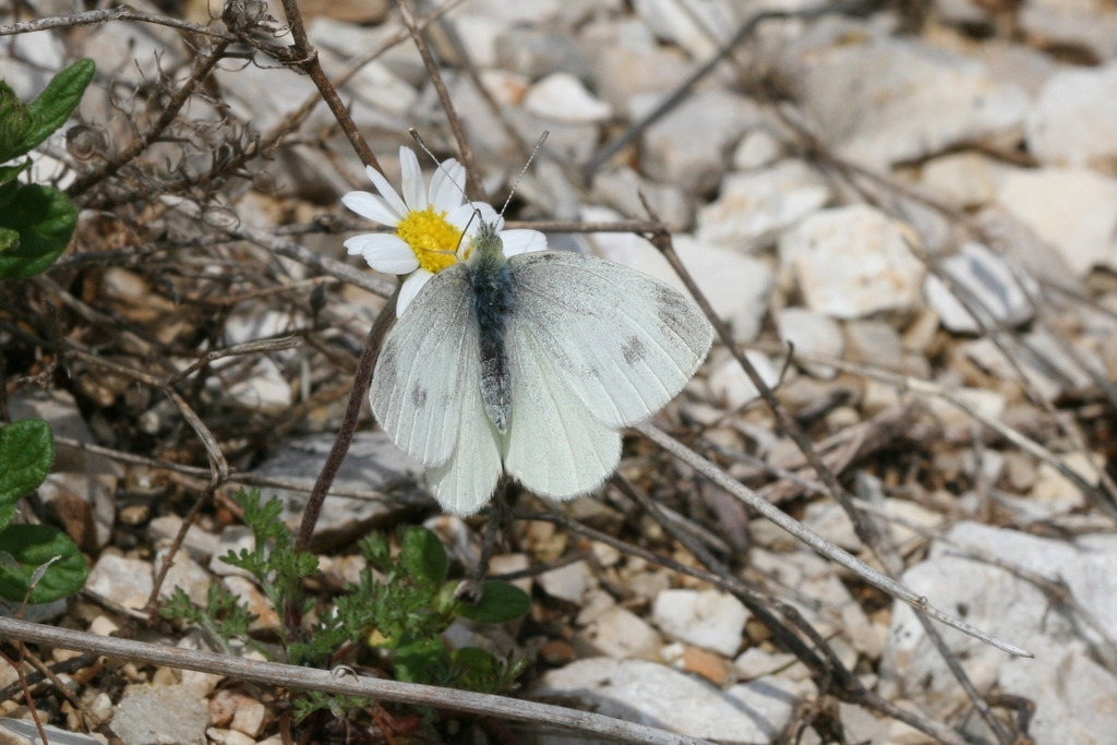 Mountain Small White from 39°40'32.19''N 20°56'16.72''E on April 3 ...