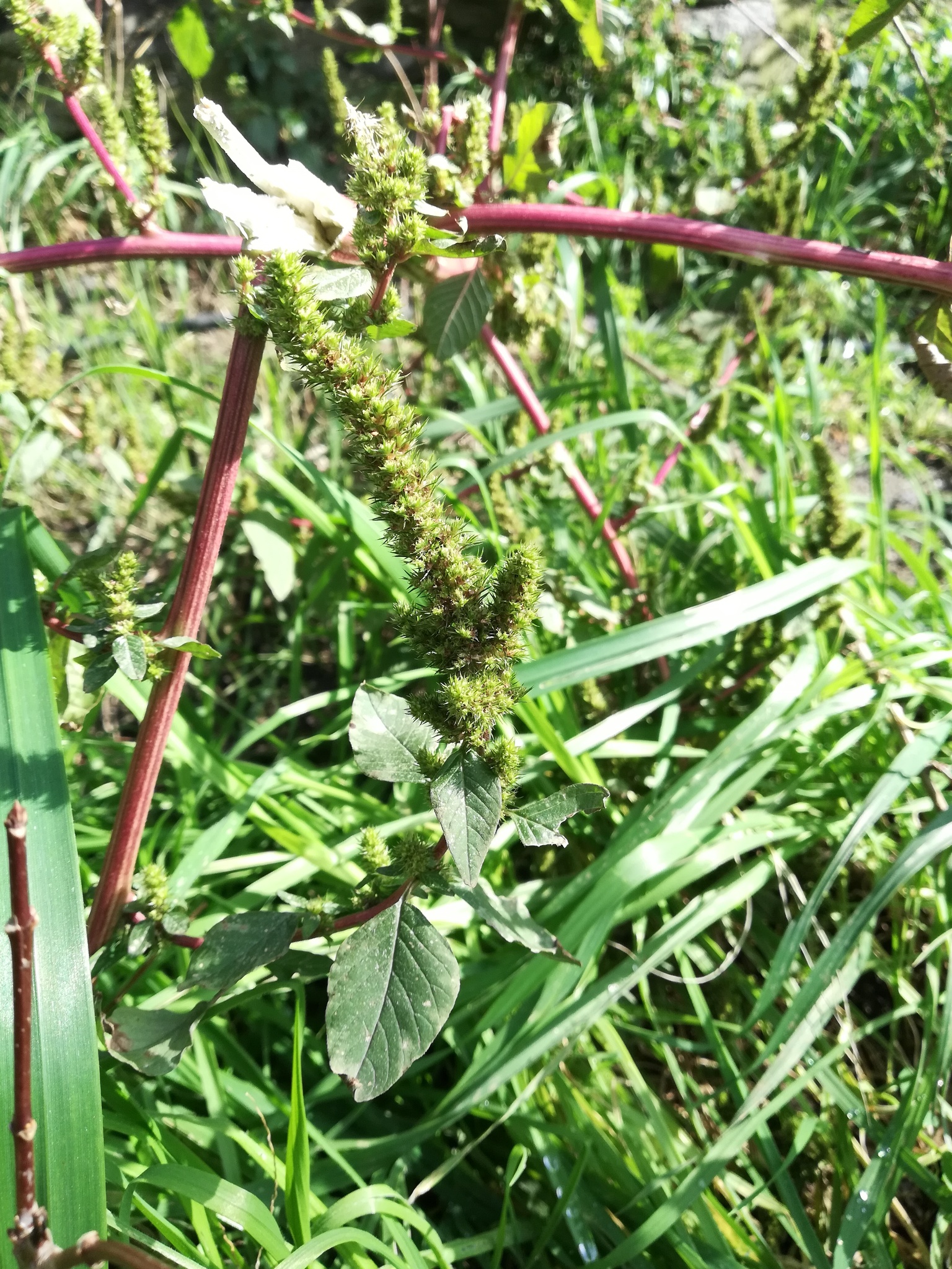 Amaranthus hybridus L.