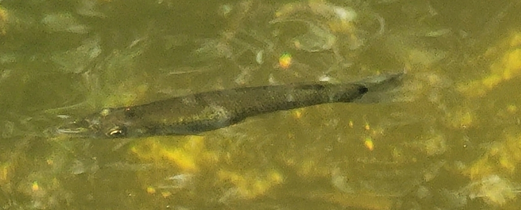 Pike Topminnow from Miami-Dade County, FL, USA on March 2, 2023 at 10: ...