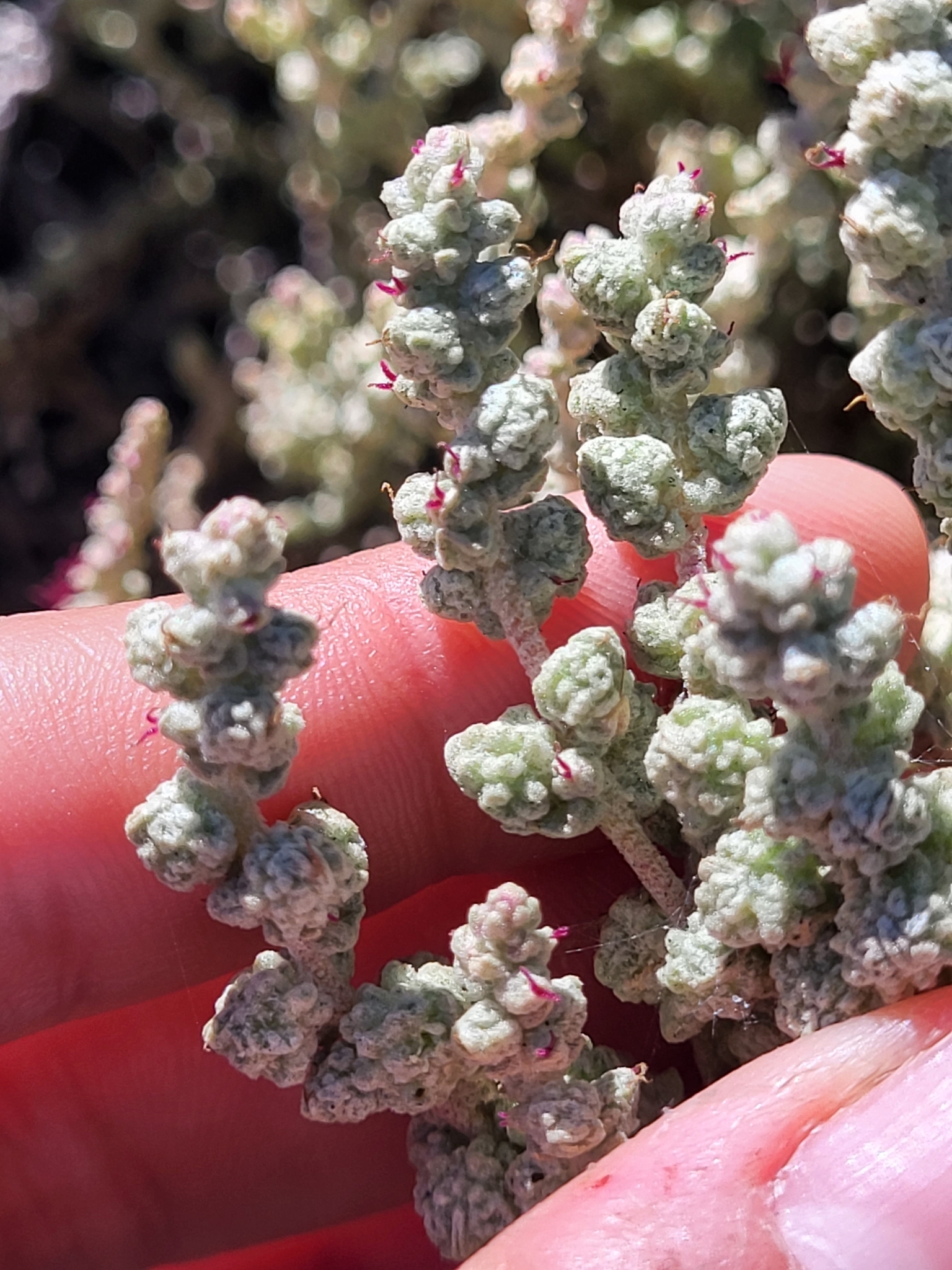 Atriplex julacea S.Watson
