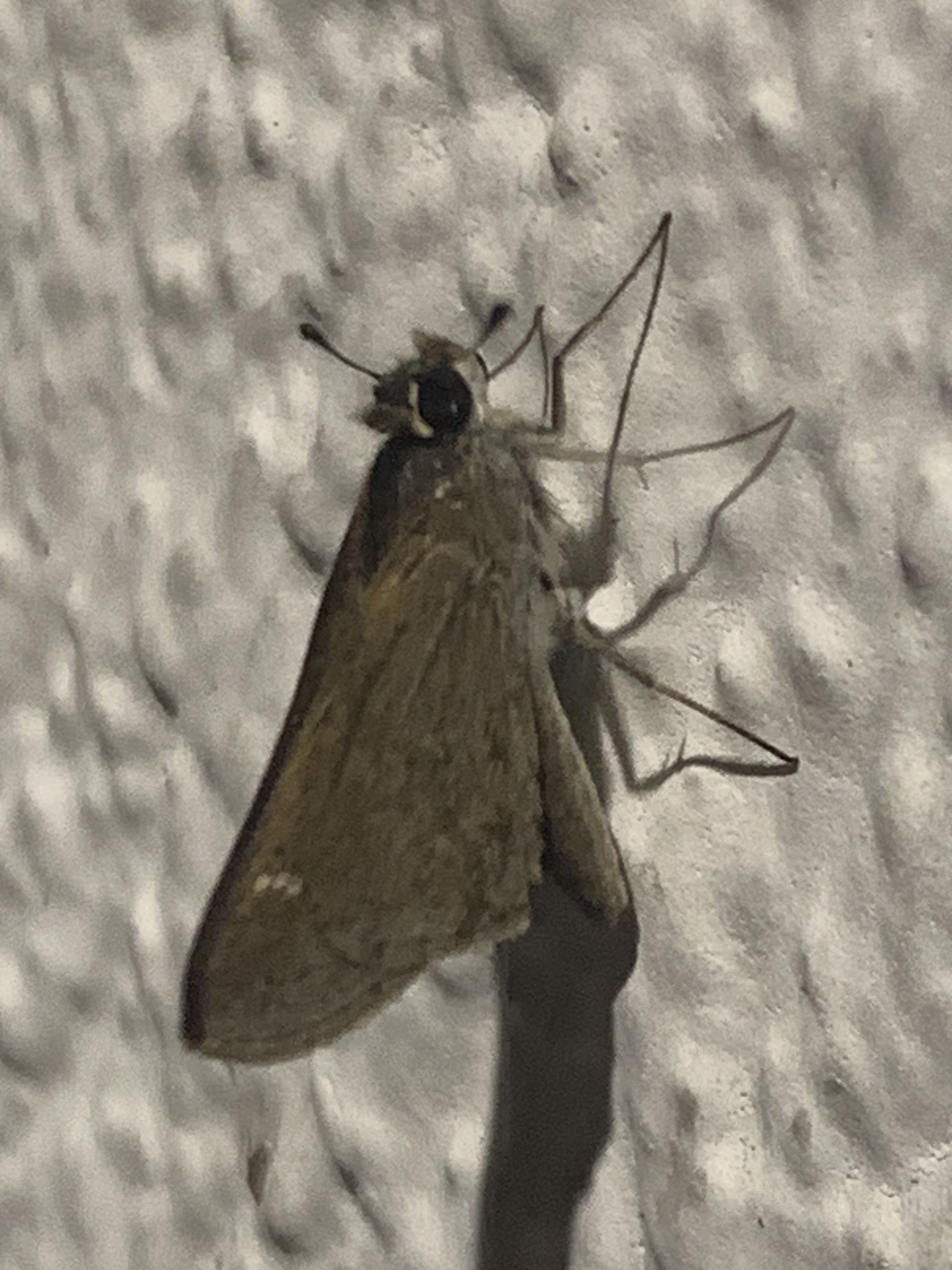 Lerodea eufala (Edwards, 1869)