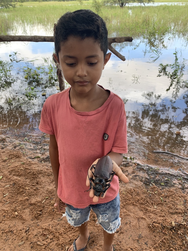 Titan Beetle from Parintins, BR-AM, BR on March 3, 2023 at 08:49 AM by ...