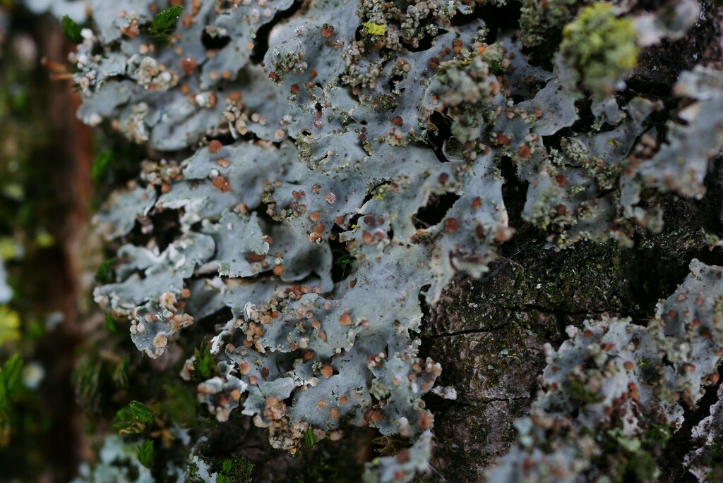 Zyzygomyces physconiae from Aalst, België on March 04, 2023 at 01:22 PM ...
