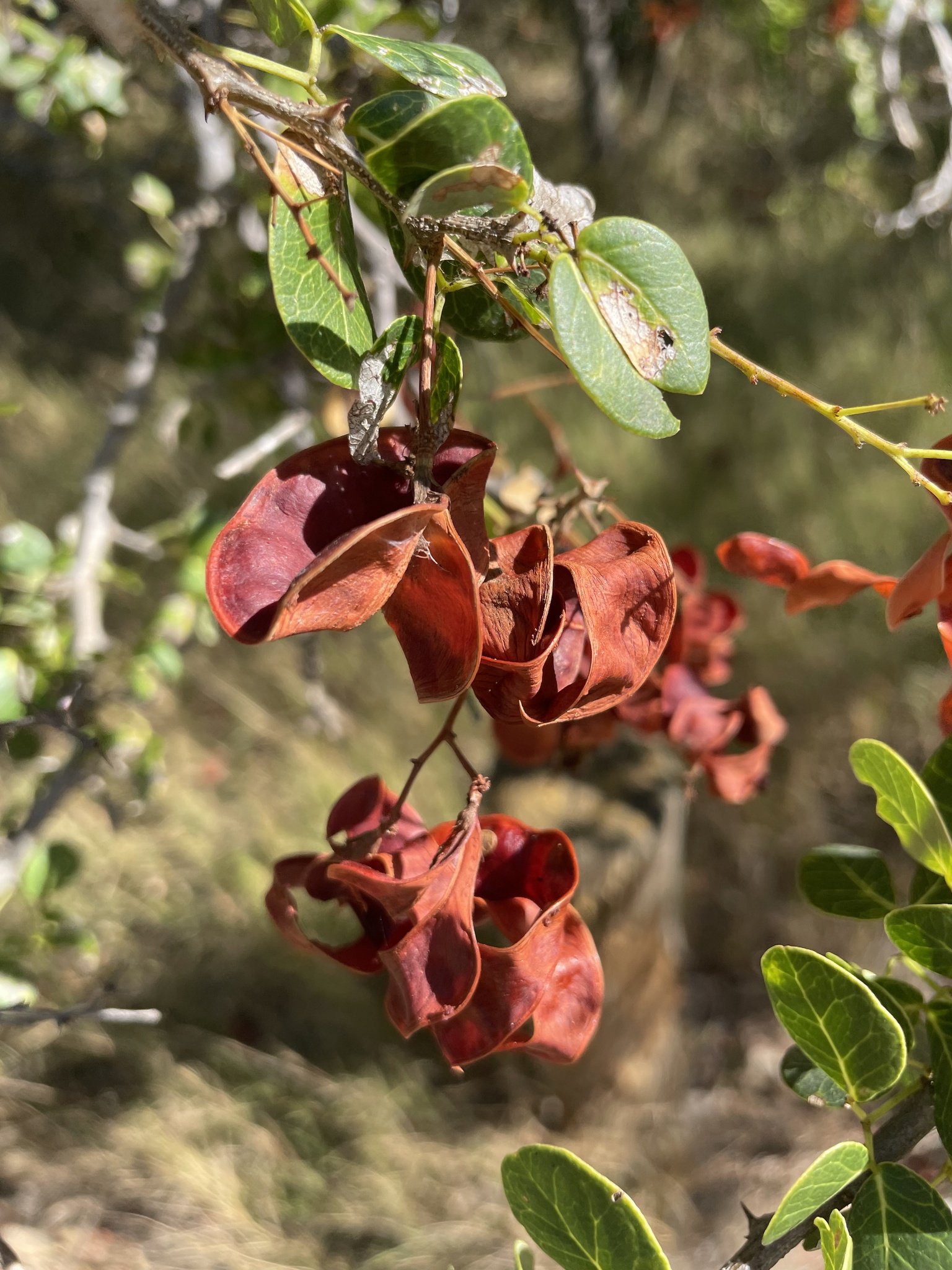Pithecellobium unguis-cati (L.) Benth.
