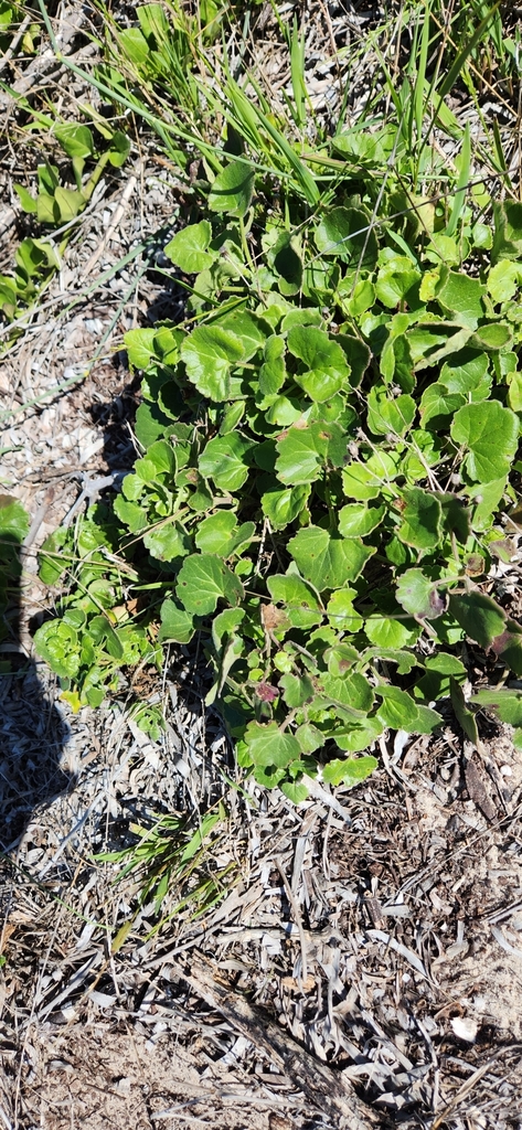 flowering plants from Overberg, ZA-WC, ZA on February 23, 2023 at 11:21 ...