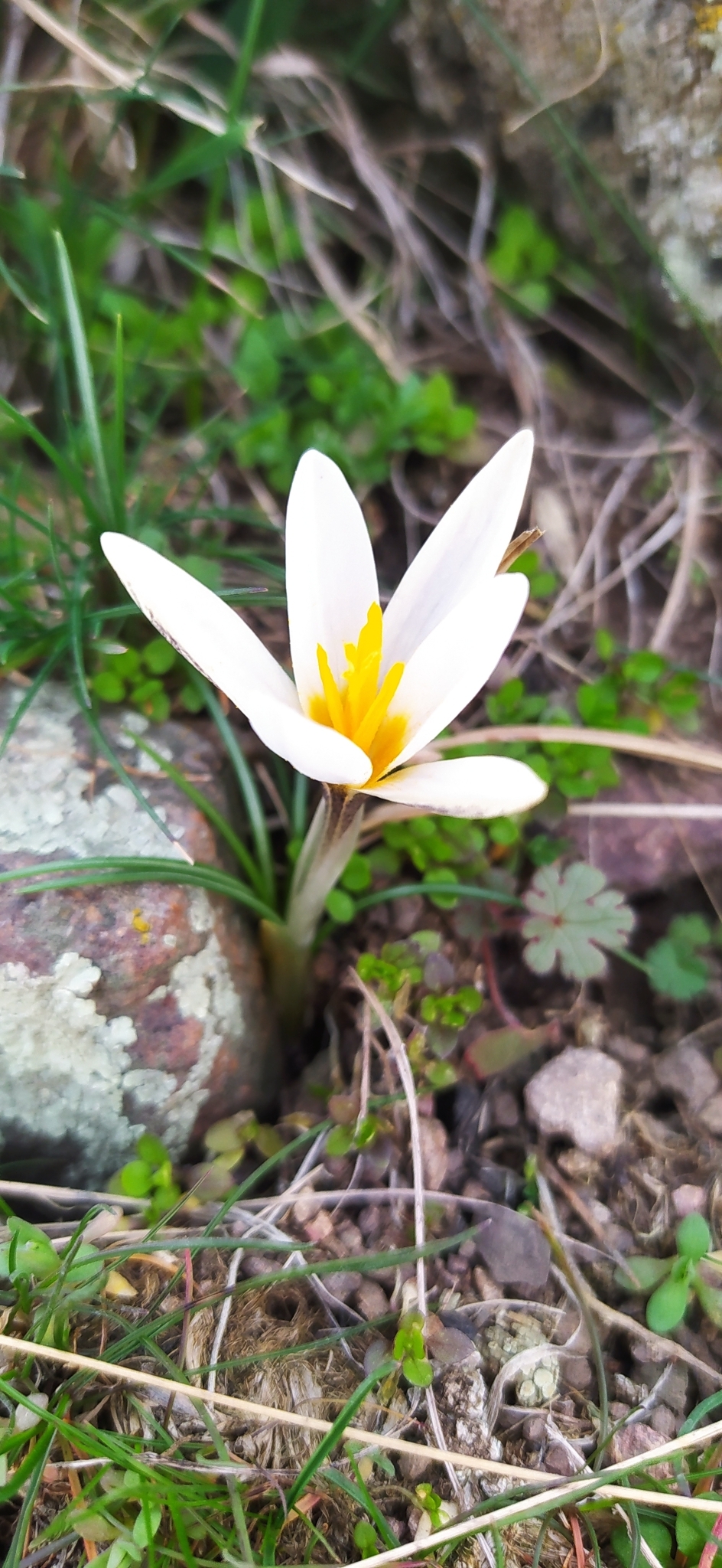 Crocus alatavicus Regel & Semen.
