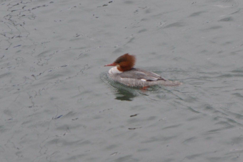 Common Merganser from Arbon, Schweiz on March 01, 2023 at 03:43 PM by ...
