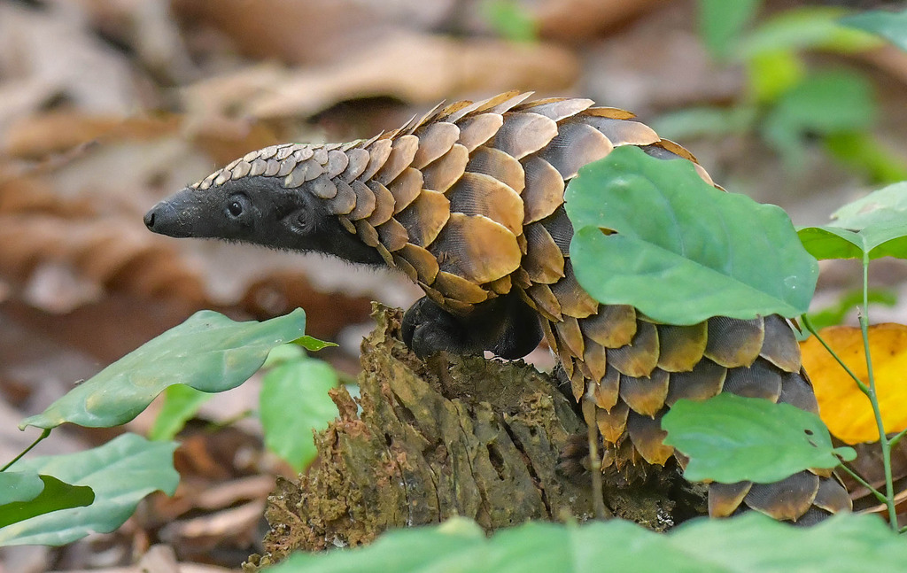 Black-bellied Pangolin in March 2023 by pfaucher. 114_5033-Edit.tif ...