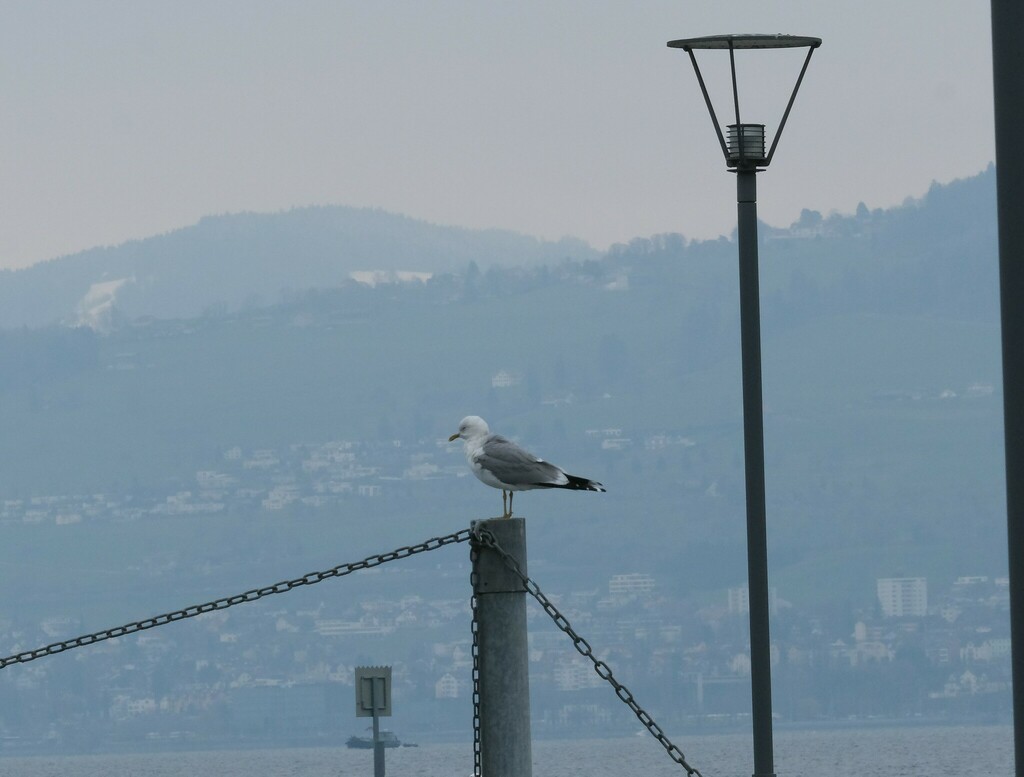 Common Gull in March 2023 by Annette Geiser-Barkhausen · iNaturalist
