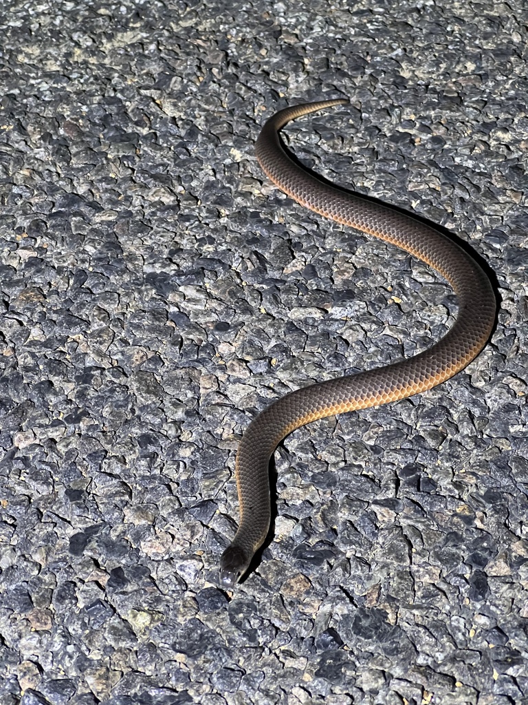 Square-nosed Snake from Two Peoples Bay Nature Reserve, Nanarup, WA, AU ...