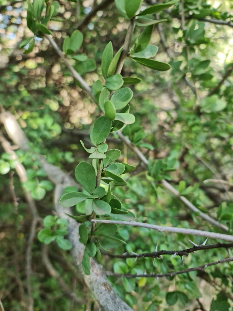 Puzzle Bush from Fochville, South Africa on March 4, 2023 at 09:02 AM ...