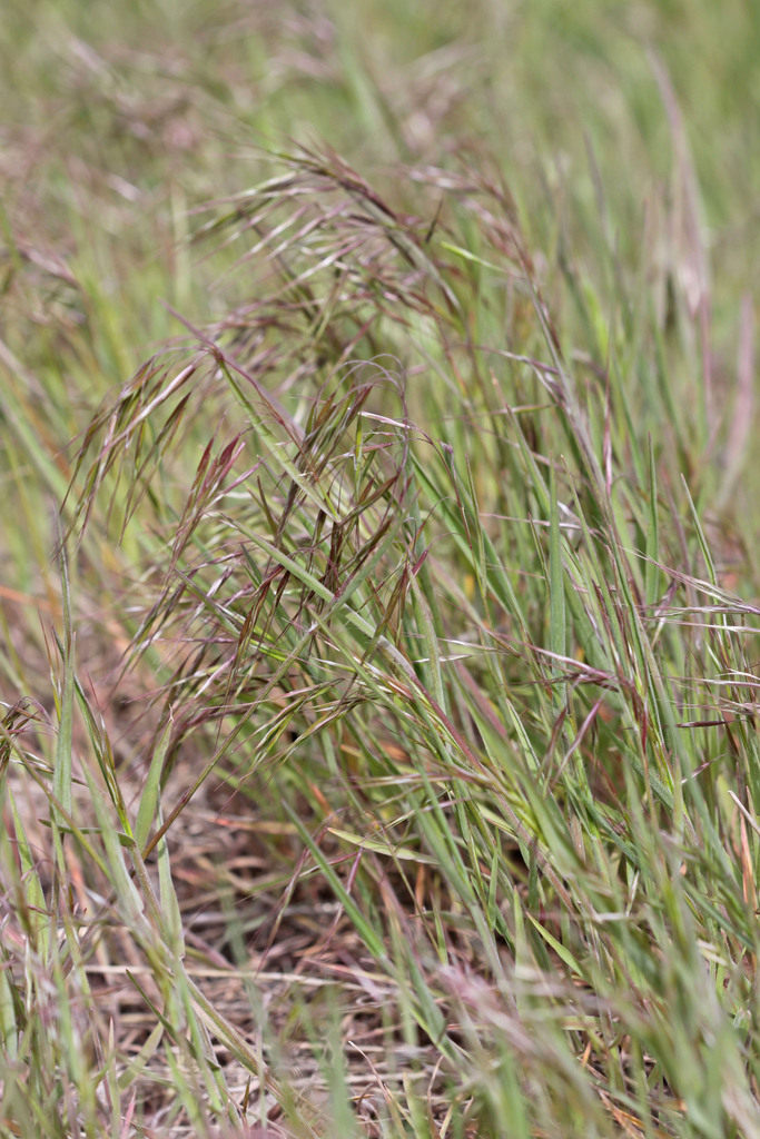 Cheatgrass from Granite, UT 84092, USA on May 8, 2010 at 10:53 AM by ...