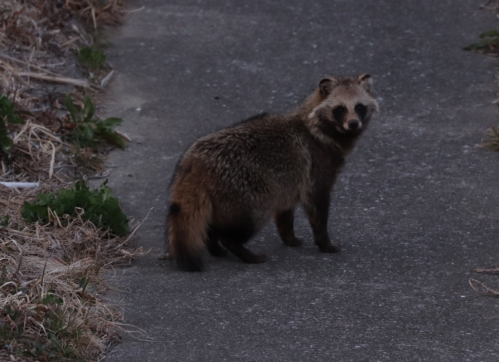 Japanese Raccoon Dog from Сакура, Сайтама, Япония on March 04, 2023 at ...