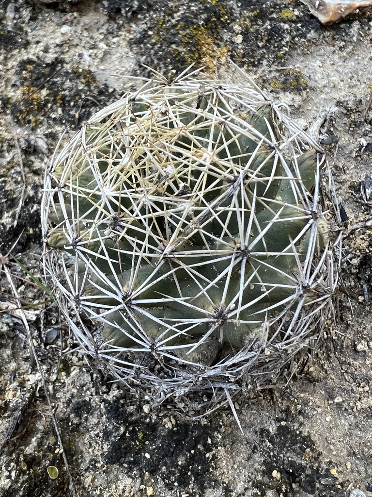 Grooved nipple cactus from East Oak Hill, Austin, TX, US on March 4 ...