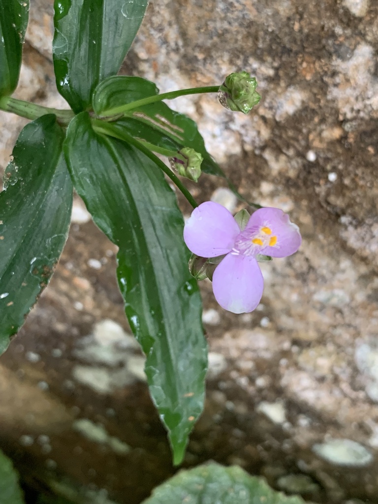 Tripogandra diuretica from Atalanta, SC, BR on March 3, 2023 at 09:23 ...