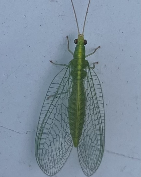 Mallada basalis (Walker, 1853)