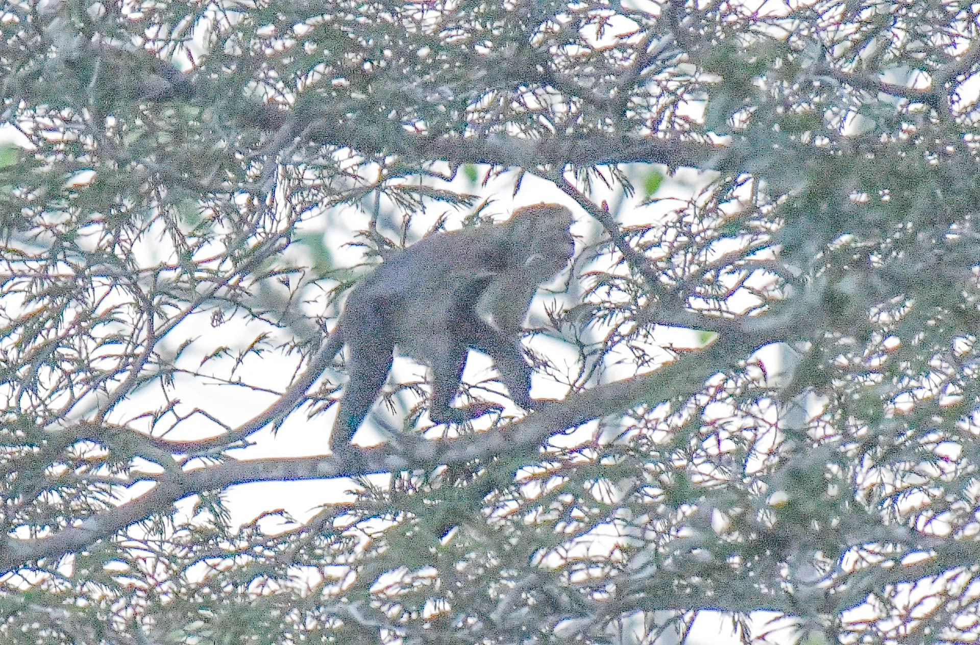 Cercopithecus lowei Thomas, 1923