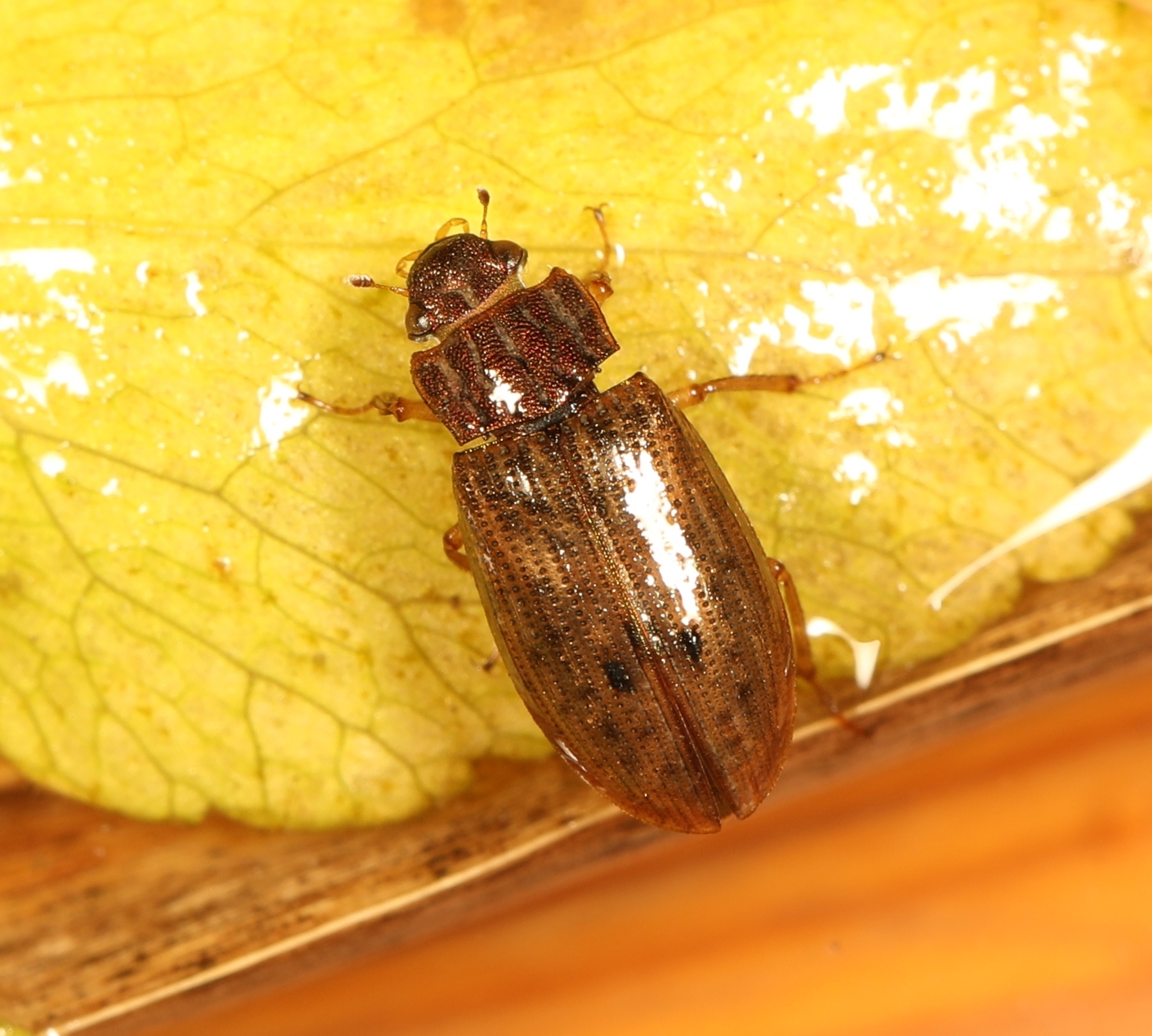 Helophoridae