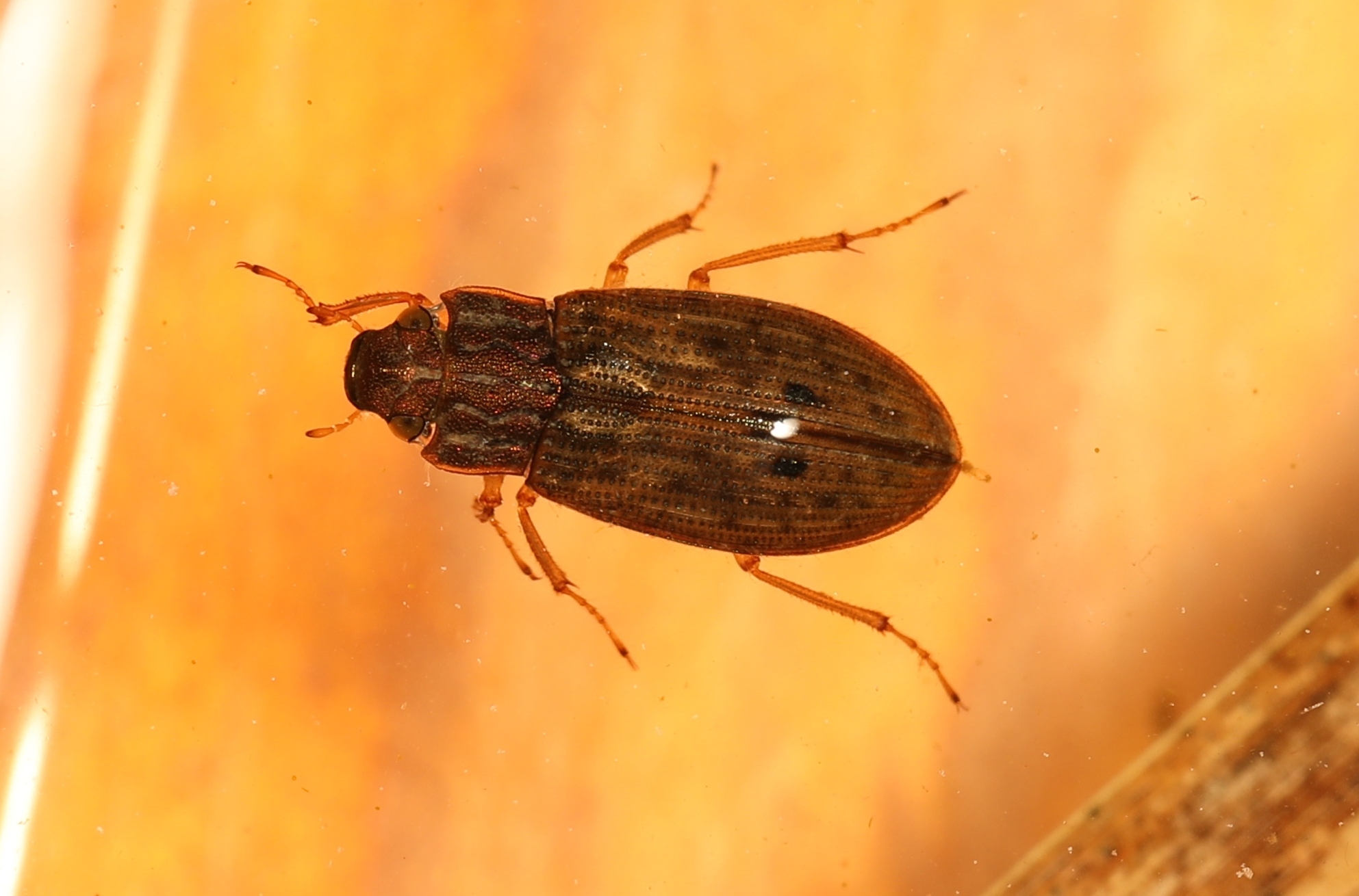 Helophoridae