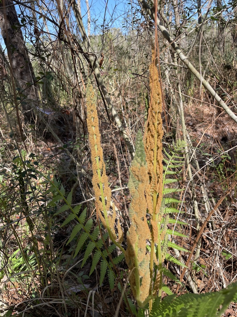 cinnamon fern from Ocean Springs, MS, US on March 4, 2023 at 09:56 AM ...