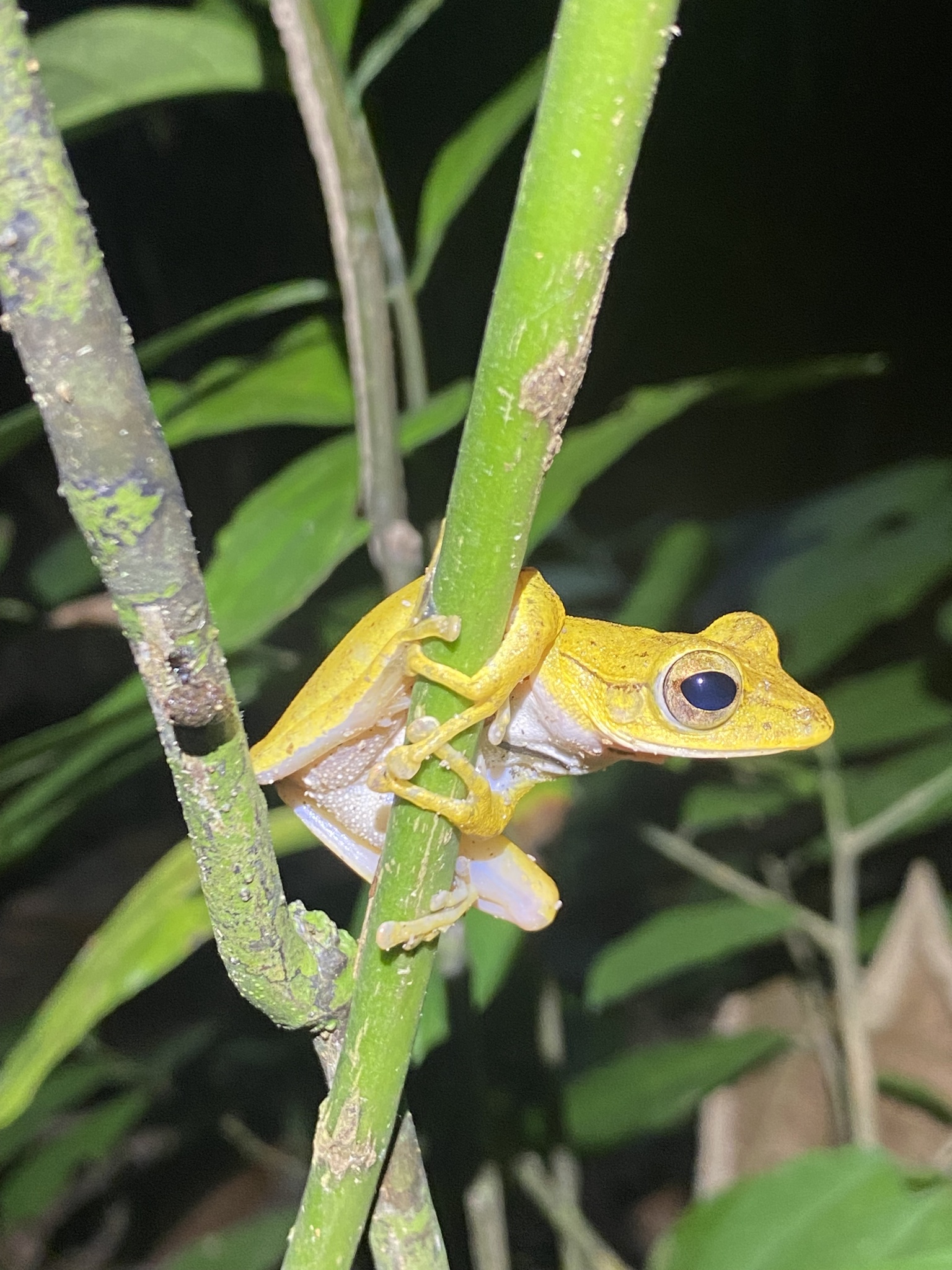 Polypedates discantus Rujirawan, Stuart & Aowphol, 2013